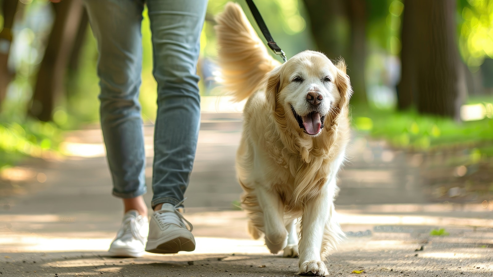 Stoic Canine | Dog Training & Dog Boarding | Mt Horeb